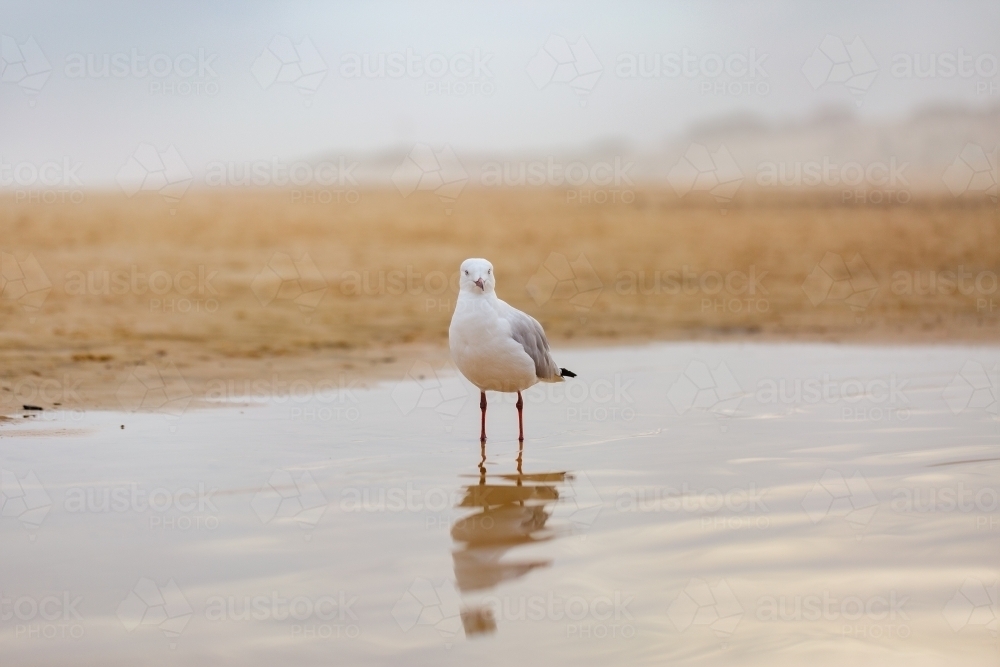 Image of seagull in tidal pool at beach - Austockphoto