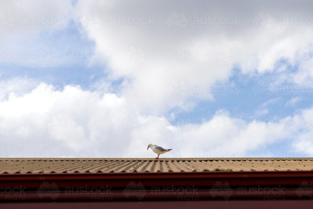 Image of Seagull standing alone on a corrugated rooftop under a cloudy ...