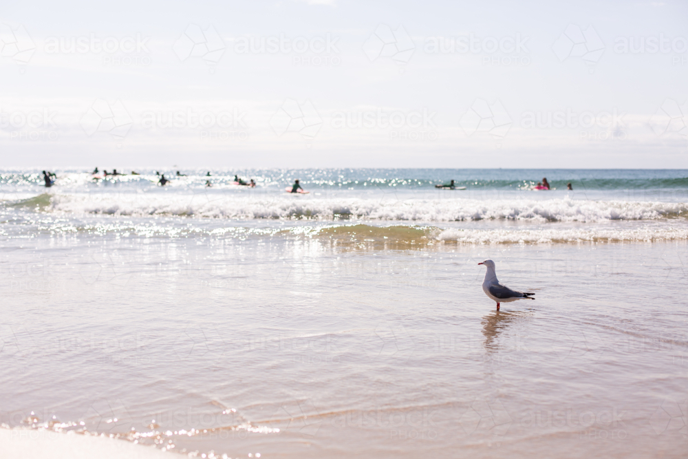 Image of seagull standing in the shallows with surfers in the ...