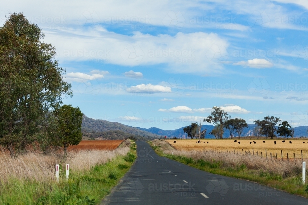 Image of sealed country road with agricultural paddock and cattle on ...