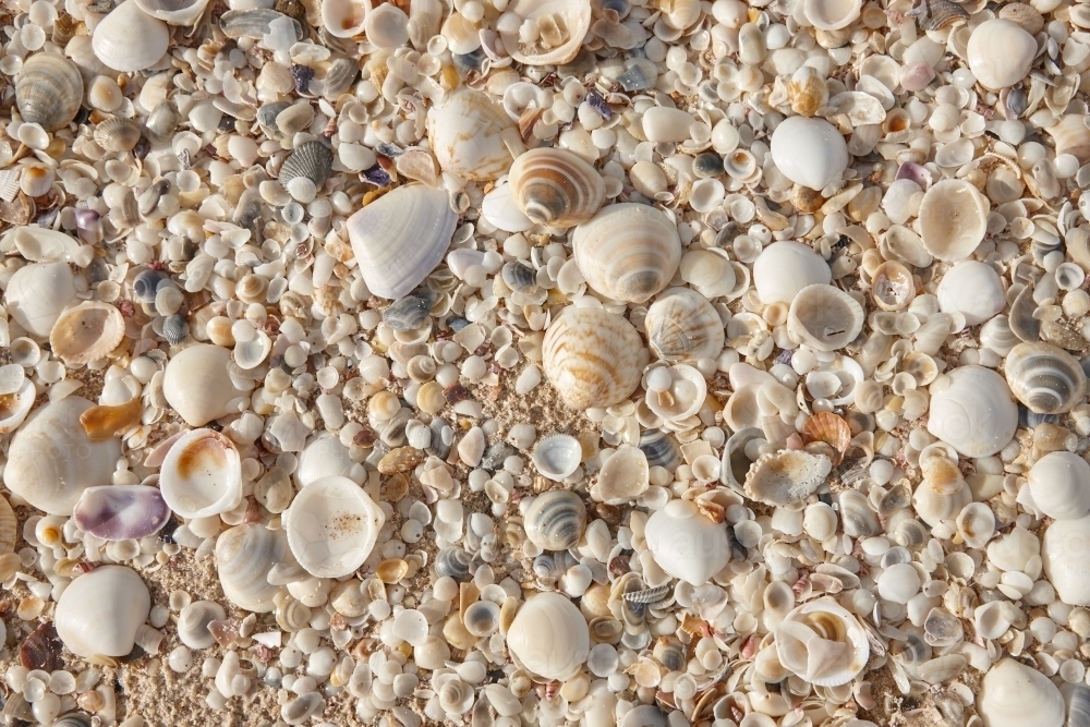 Image of Seashells - Austockphoto
