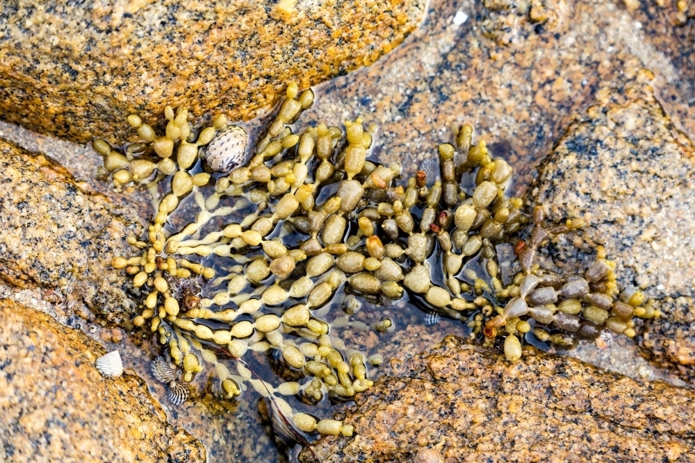 Image of seaweed and shells in small rockpool - Austockphoto