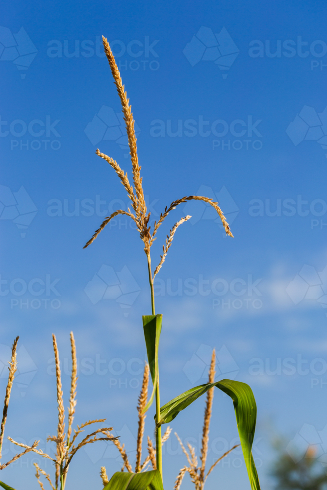 Image of Seed head stalks of corn growing in sunshine under blue ...