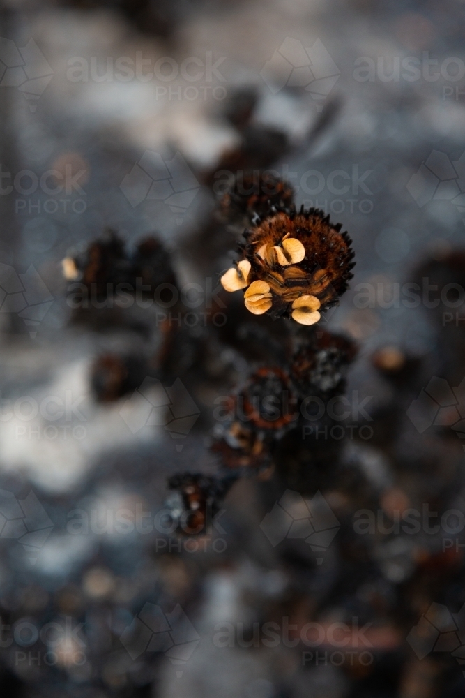 Image of Seeds leaving burnt plant after a bushfire - Austockphoto