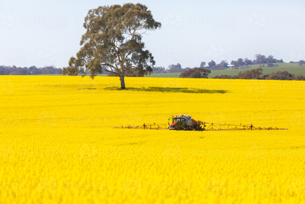 Image of Self propelled boom sprayer spraying insecticide on flowering ...