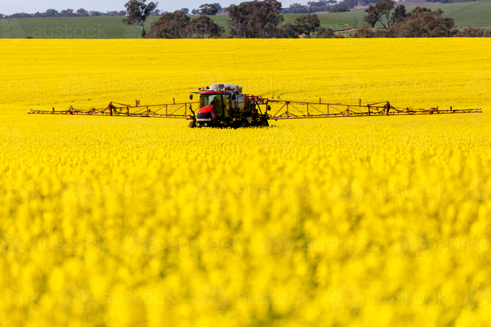 Image of Self propelled boom sprayer spraying insecticide on flowering ...