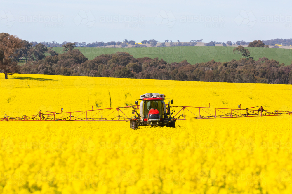 Image of Self propelled boom sprayer spraying insecticide on flowering ...