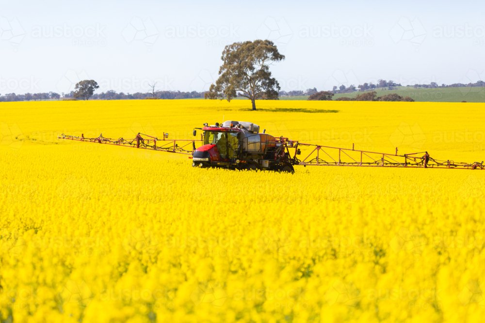 Image of Self propelled boom sprayer spraying insecticide on flowering ...