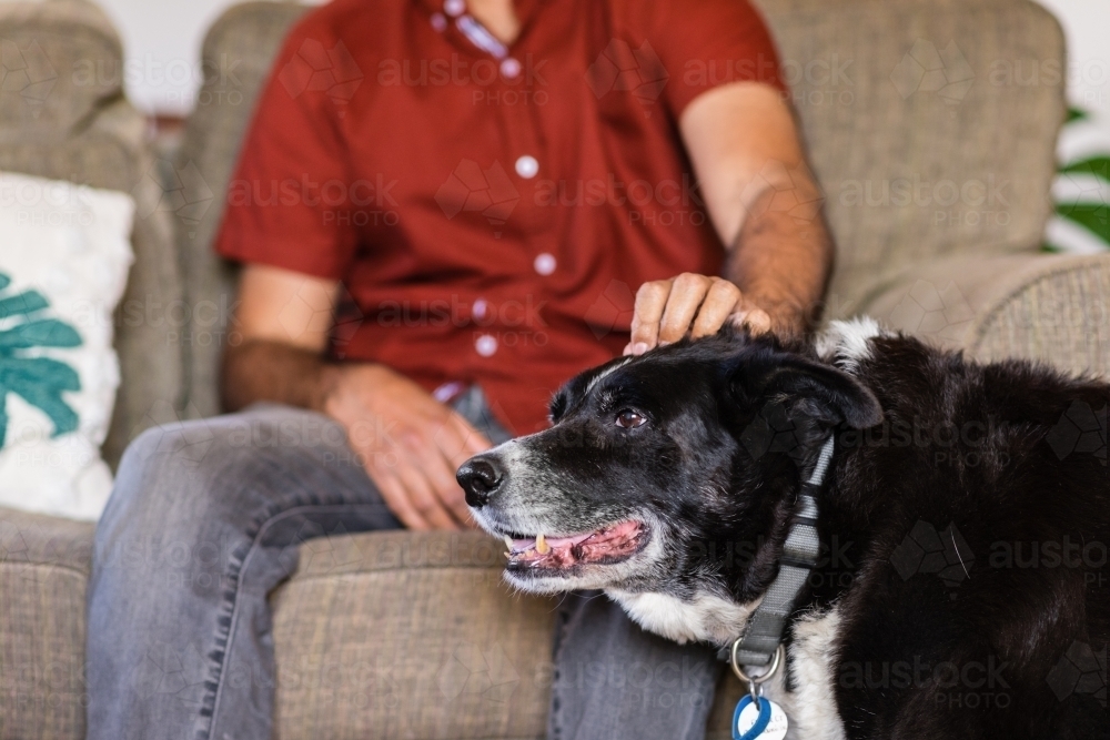 Image of senior cattle dog - Austockphoto