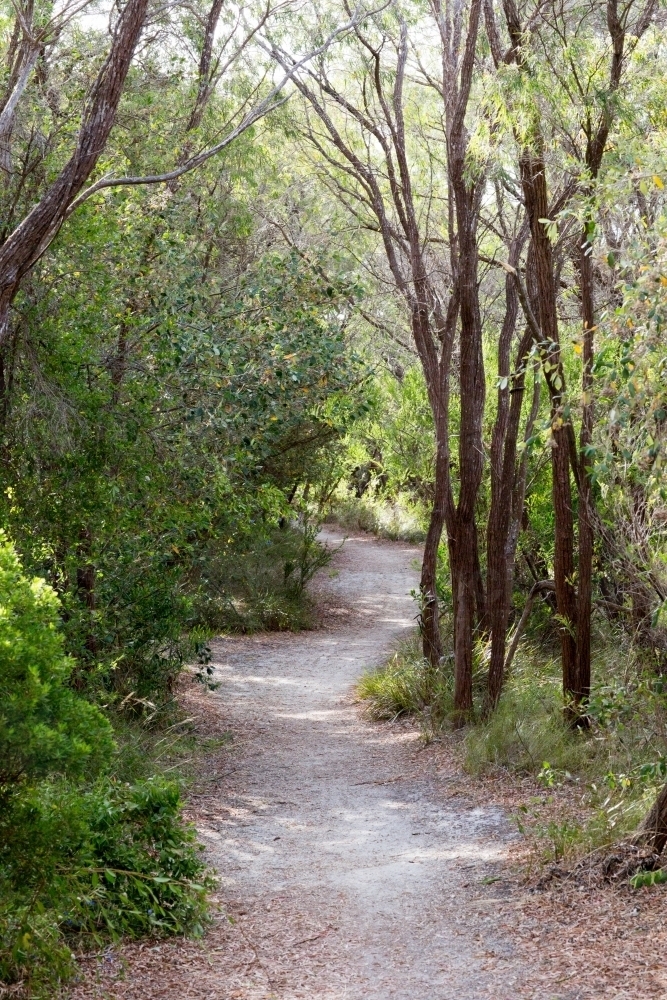 Image of Shaded path through trees - Austockphoto