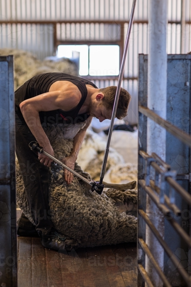 Image of shearer holding handpiece and shearing a full wool sheep ...