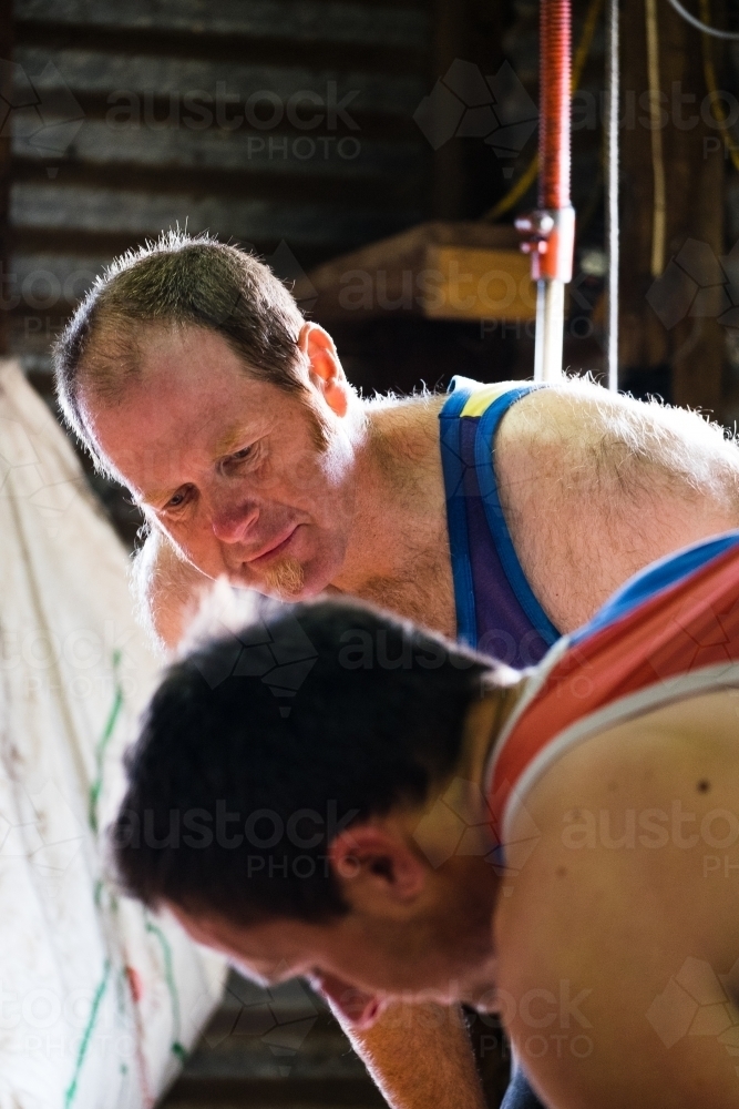 Image of Shearers at work in the wool shed - Austockphoto