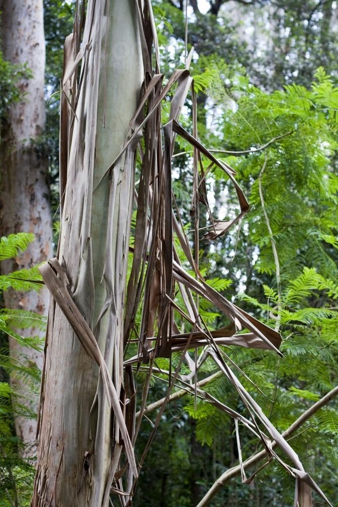 Image of Shedding tree - Austockphoto