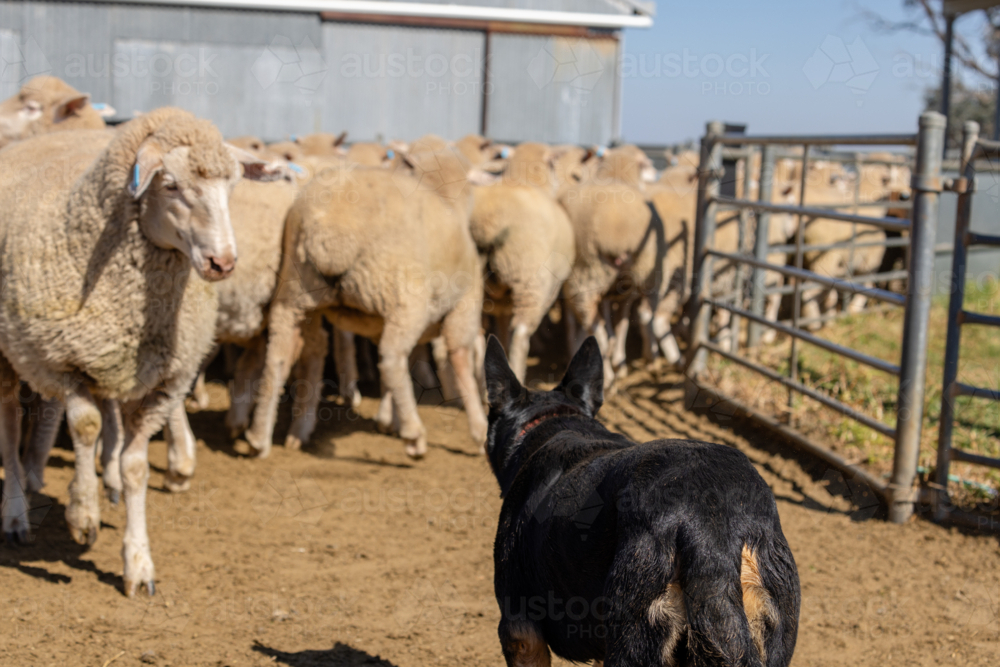 Image of sheep challenging a black kelpie working dog in sheep yard ...