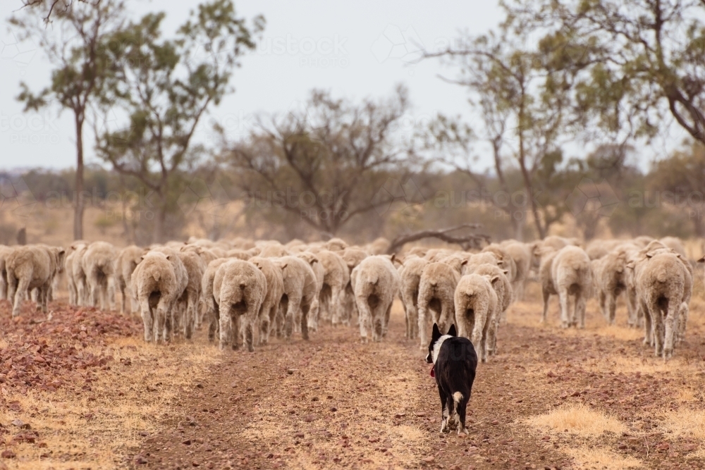 Image of Sheep dog following behind merino sheep - Austockphoto