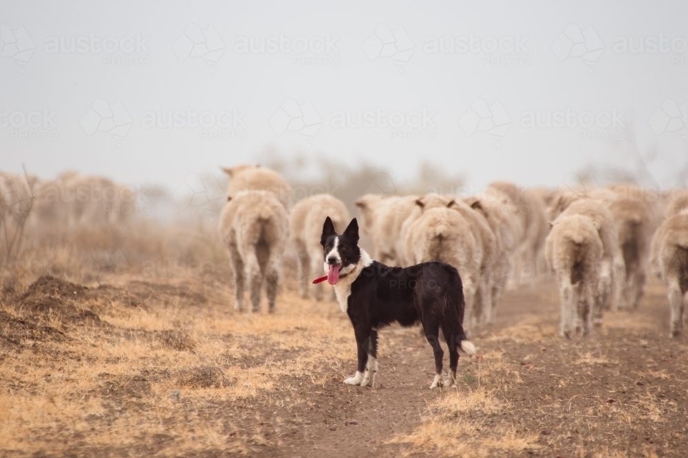 Image of Sheep dog following behind merino sheep - Austockphoto