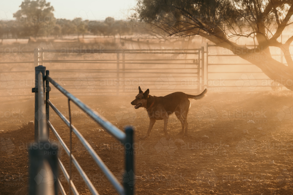 Image of Sheep dog standing inside the dusty pen at sunset - Austockphoto