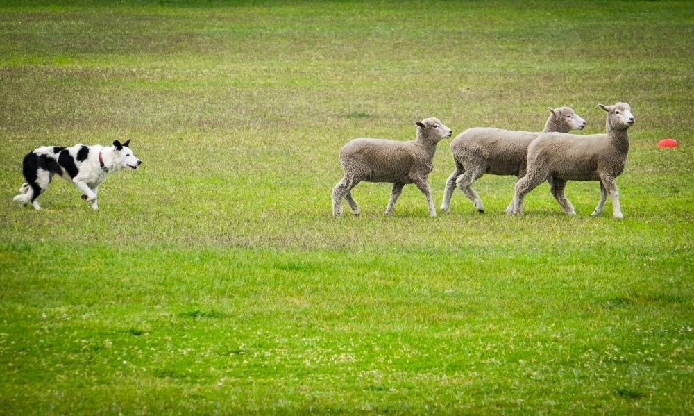 Image of Sheep dog working sheep at sheep dog trials - Austockphoto