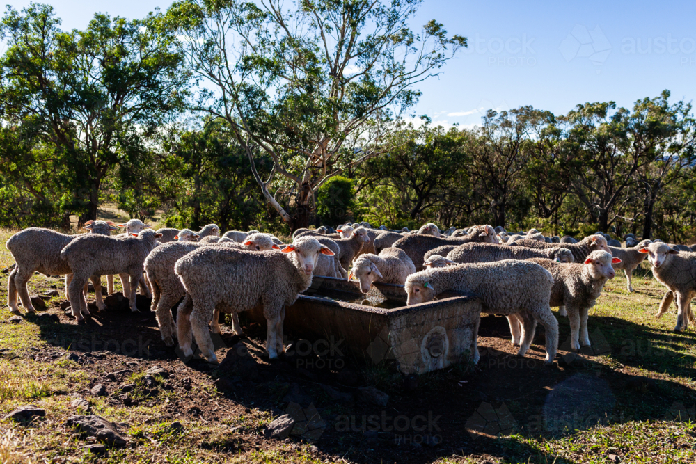 Image of sheep drinking at stone water trough in farm paddock in summer ...