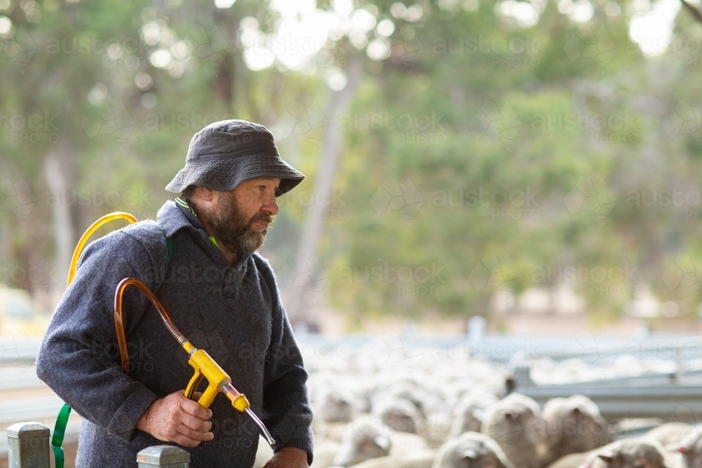 Image of Sheep farmer with a drench applicator - Austockphoto