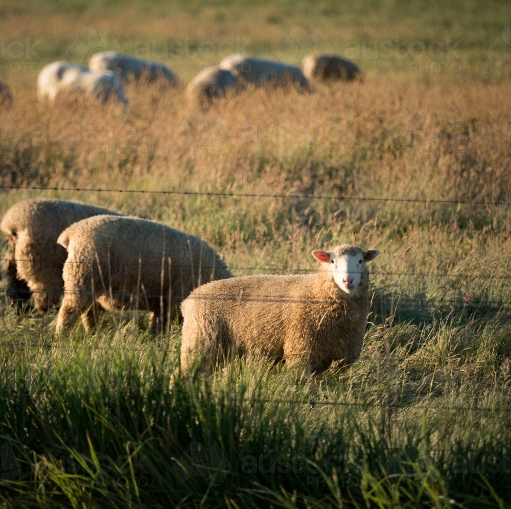 Image of Sheep in a well grassed paddock - Austockphoto