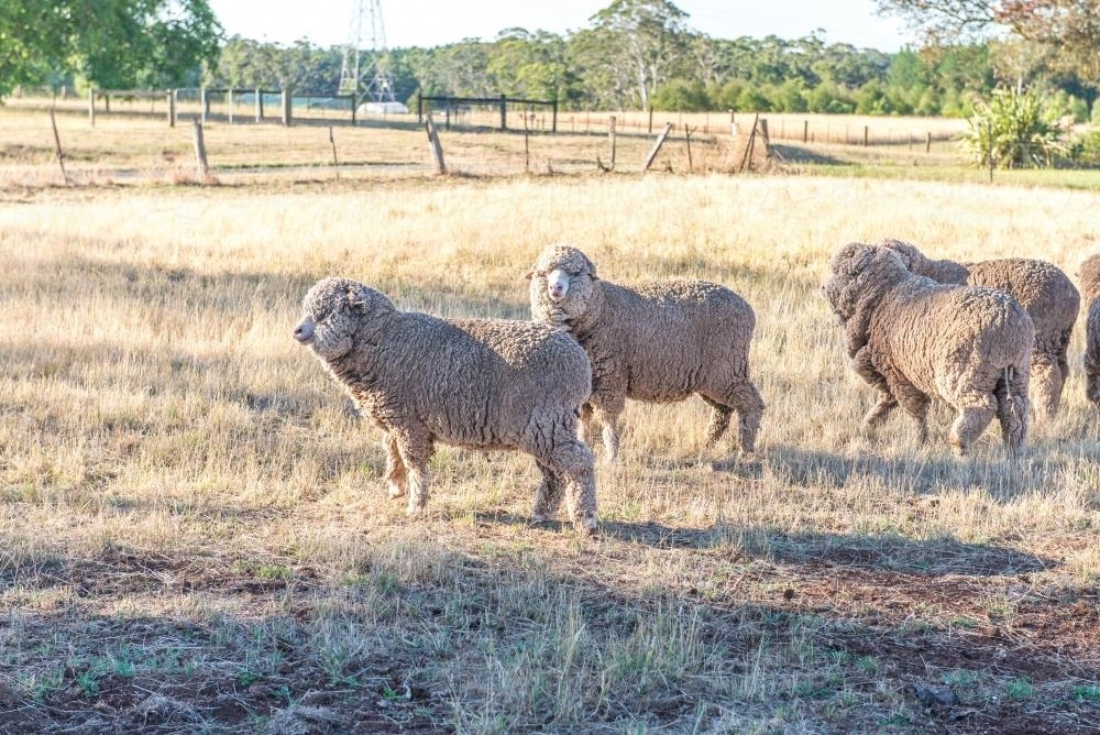 Image of Sheep in paddock - Austockphoto