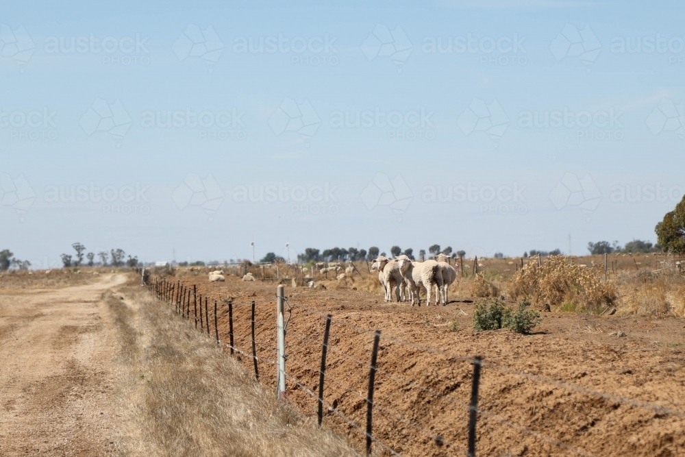 Image of Sheep in paddock. Dry summer drought conditions. - Austockphoto