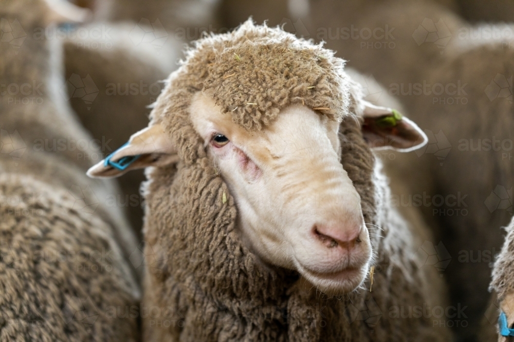 Image of sheep in pens in shearing shed - Austockphoto