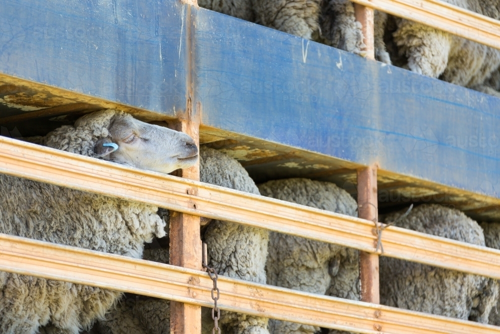 Image of sheep loaded on a truck - Austockphoto
