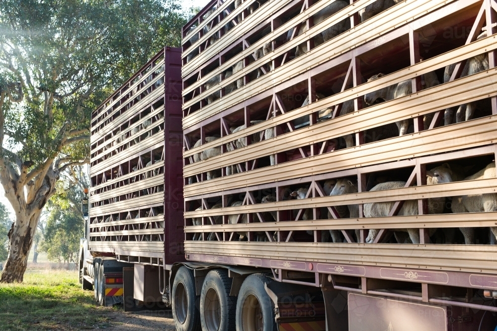 Image of sheep loaded on a truck heading to market - Austockphoto