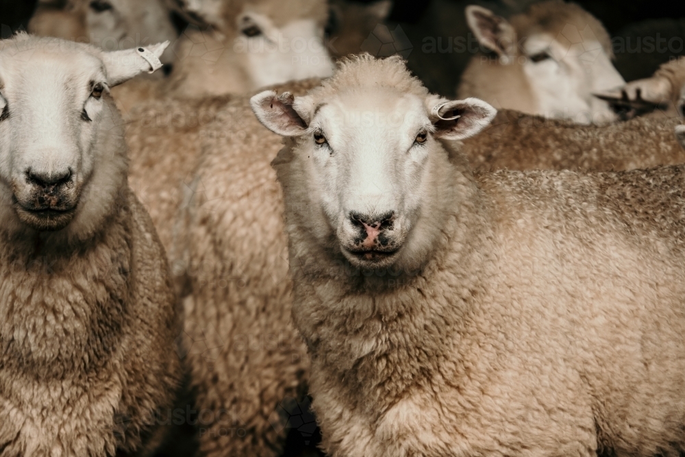 Image of Sheep looking into camera - Austockphoto