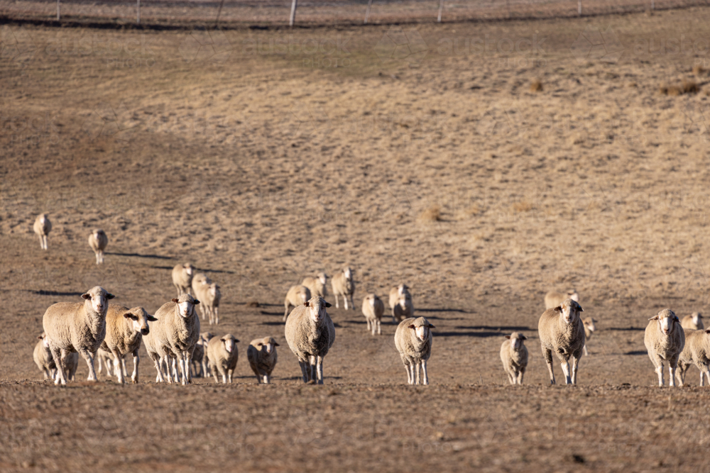 Image of sheep: merino ewes standing in a drought lot in autumn drought ...