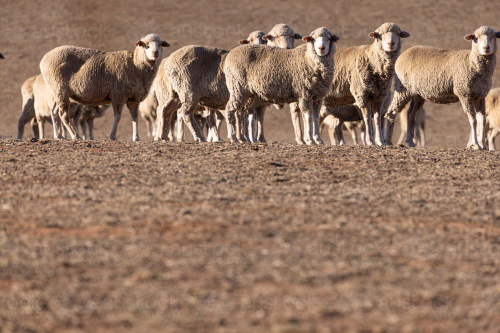 Image of sheep: merino ewes standing in a drought lot in autumn drought ...