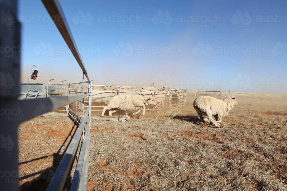 Image of Sheep running from dusty livestock yards on dry farm ...