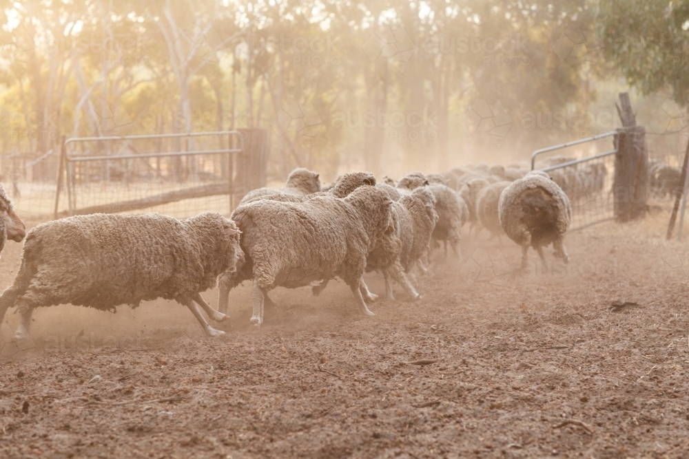 Image of Sheep running through a gate with dust - Austockphoto