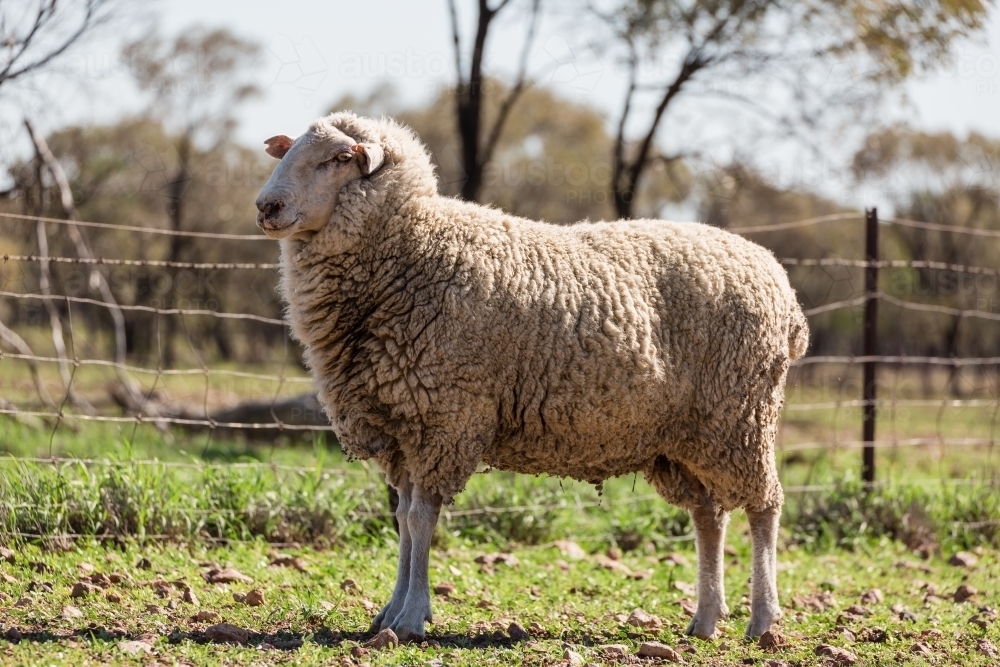 Image of Sheep standing in yard - Austockphoto