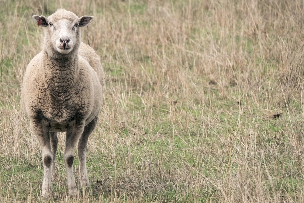 Image of Sheep stands alone in the paddock. - Austockphoto