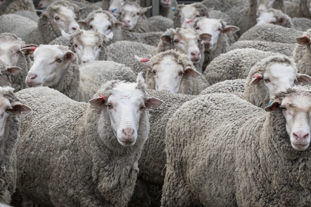 Image of Sheep that have had haircuts - Austockphoto