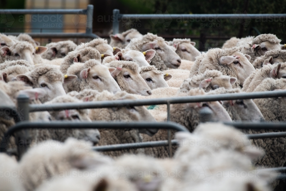 Image of Sheep together in a pen waiting to be shorn. - Austockphoto