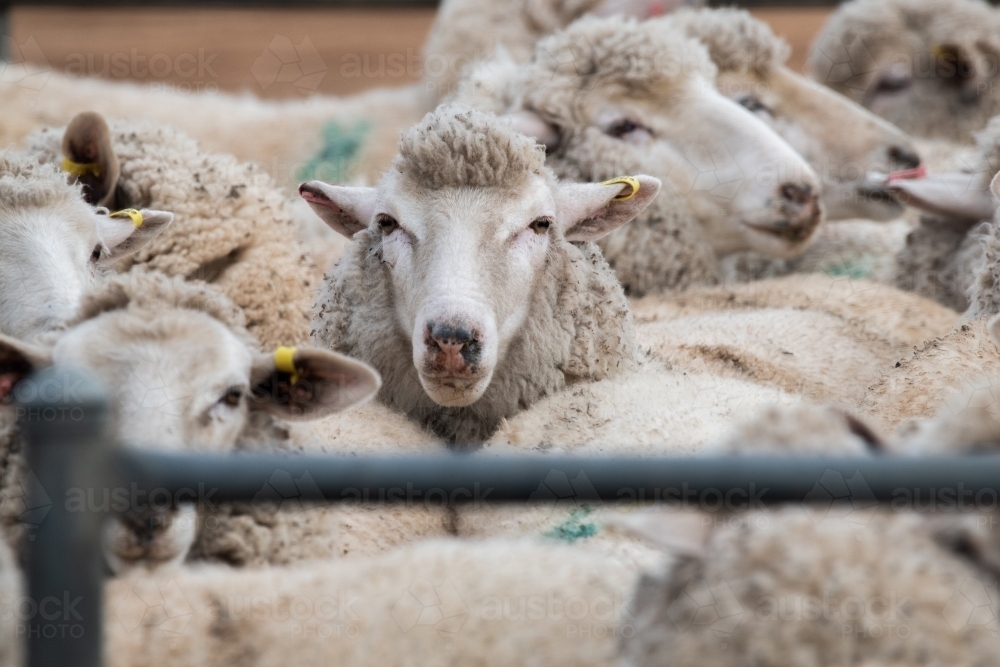 Image of Sheep together in a pen waiting to be shorn. - Austockphoto
