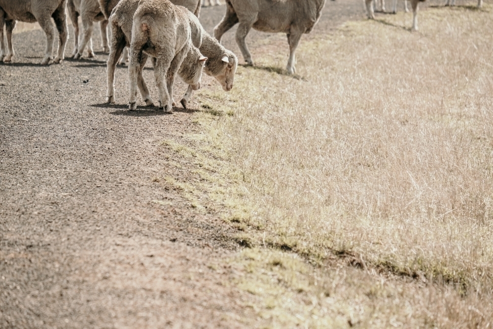 Image of Sheep walking on a track - Austockphoto