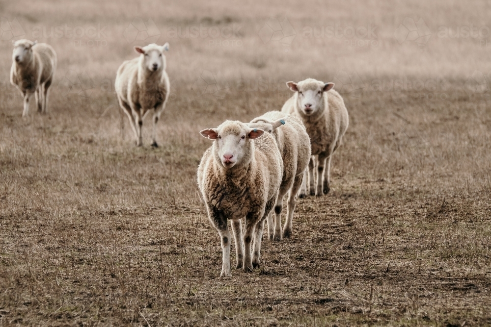 Image of Sheep walking to get fed in a dry paddock. - Austockphoto