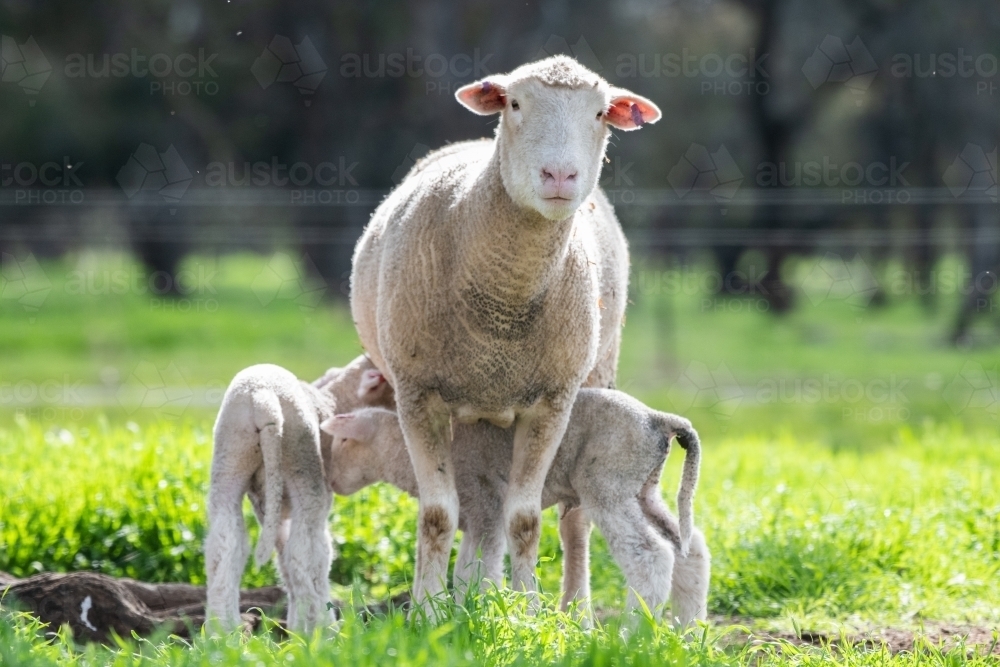 Image of Sheep with twin lambs on a green pastured farm. - Austockphoto
