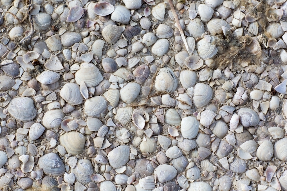 Image of Shells on the ground at estuary - Austockphoto