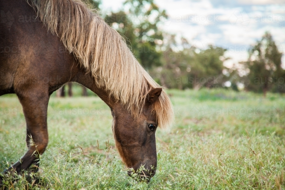Image of Shetland pony eating grass in a paddock - Austockphoto