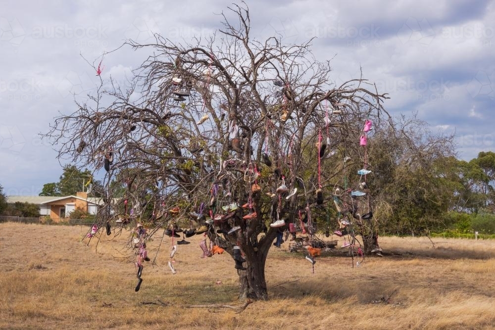 Image of Shoe Tree - Austockphoto