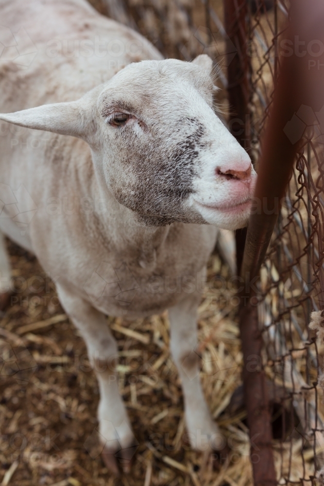 Image of Shorn Sheep looking through fence - Austockphoto