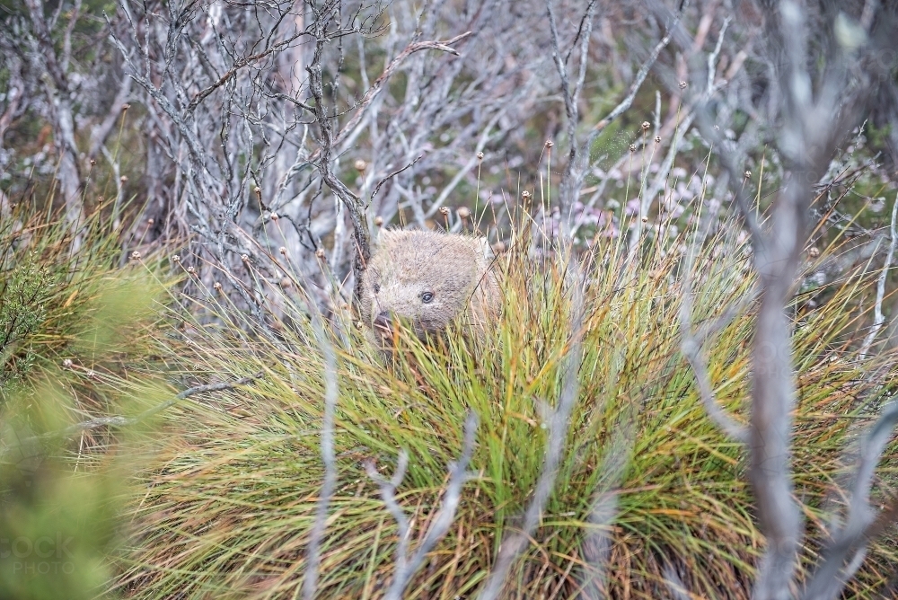 Image of Shy Wombat among trees and plants - Austockphoto