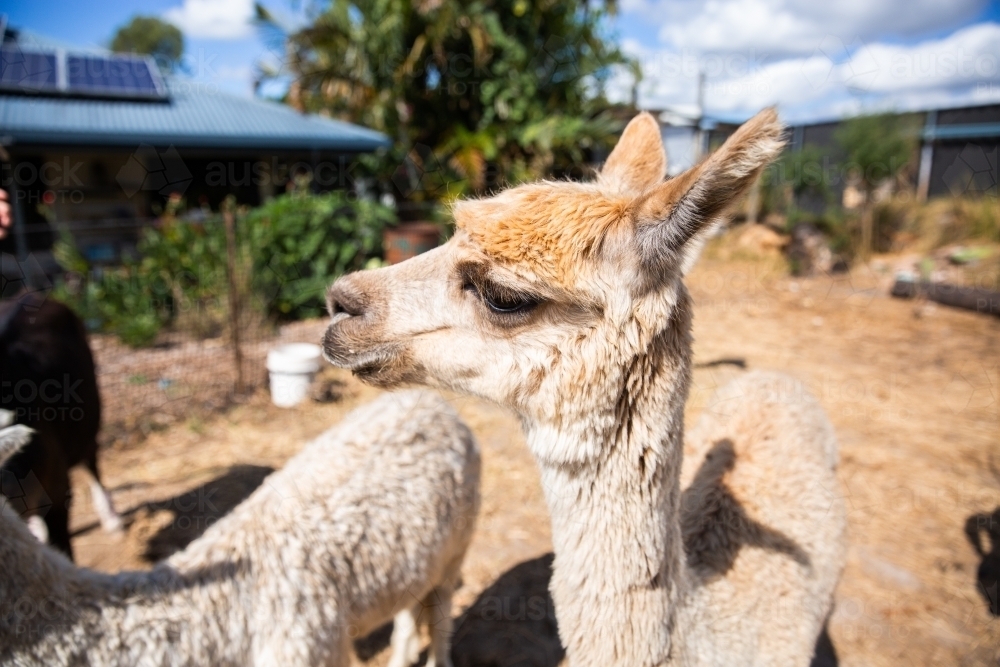Image of side on alpaca portrait in full sun - Austockphoto
