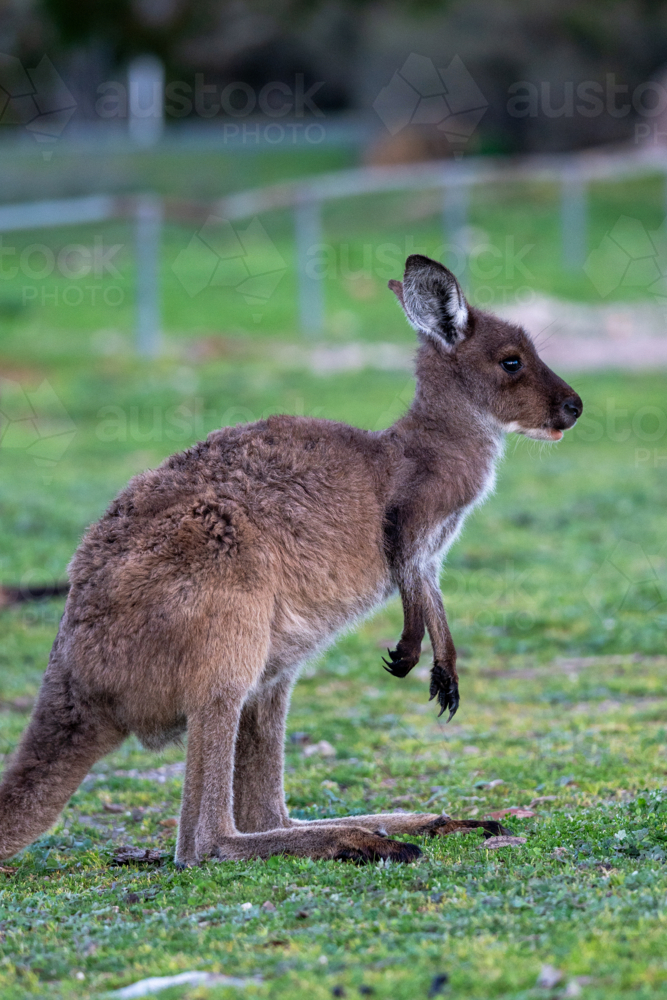 Image of Side profile of a kangaroo grazing the grassy field - Austockphoto